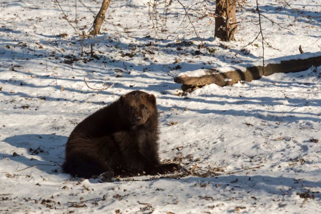 クズリは最強！木登りや泳ぎ、雪上も得意！日本の動物園で見れる？│ネット動物園 〜生き物全般からペットまで〜